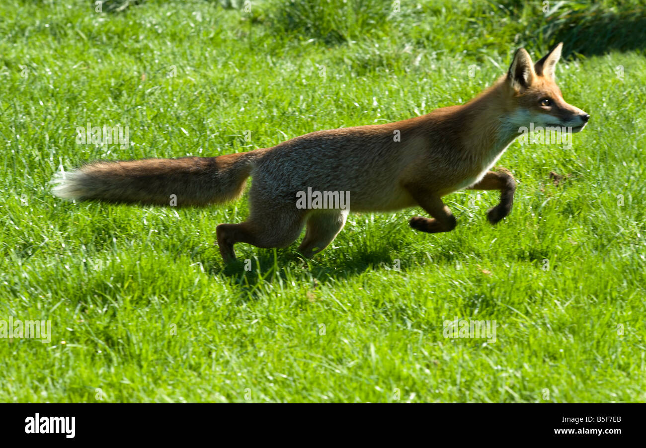 Leaping fox hi-res stock photography and images - Alamy