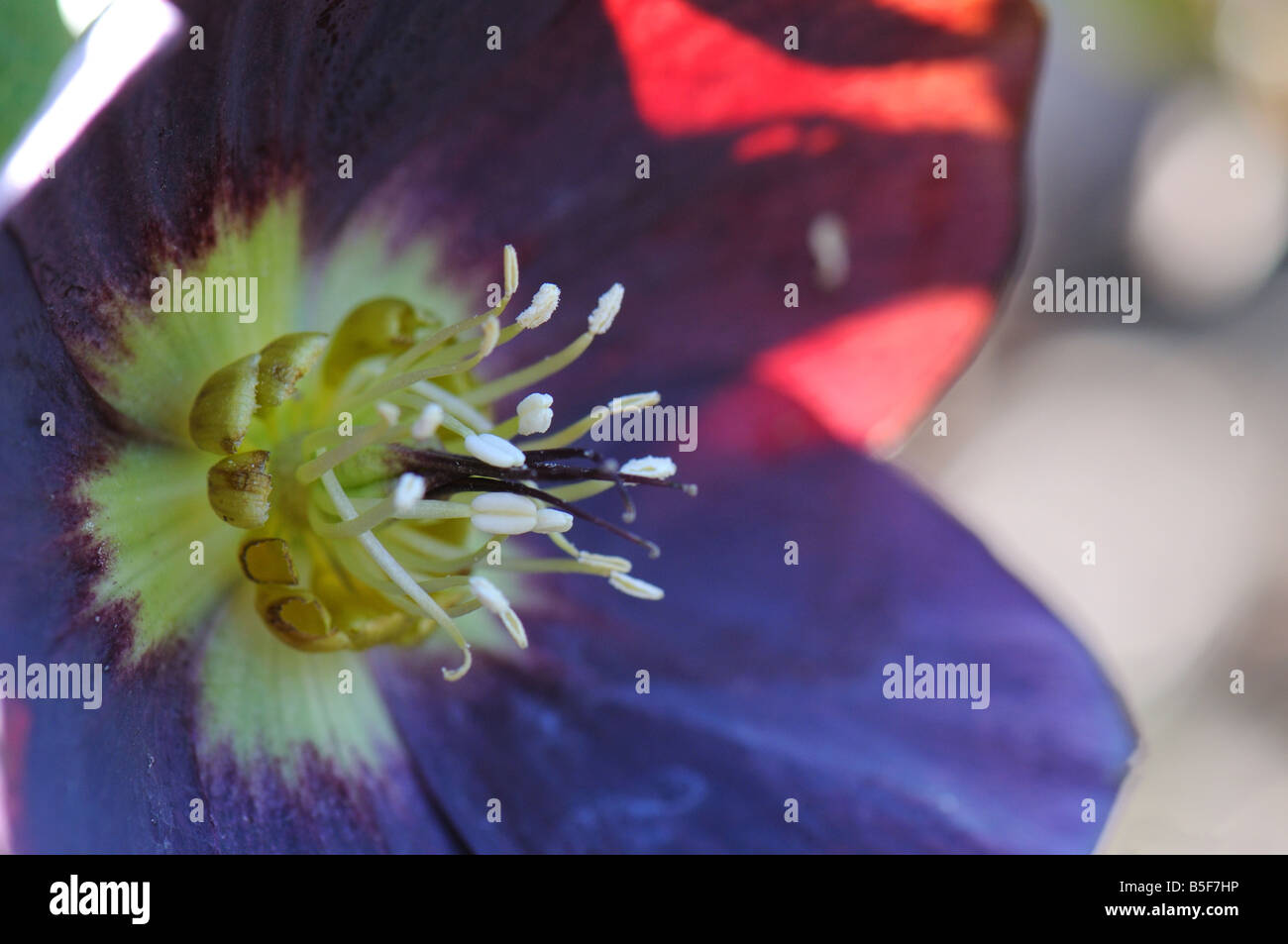 Dark purple stigma hi-res stock photography and images - Alamy