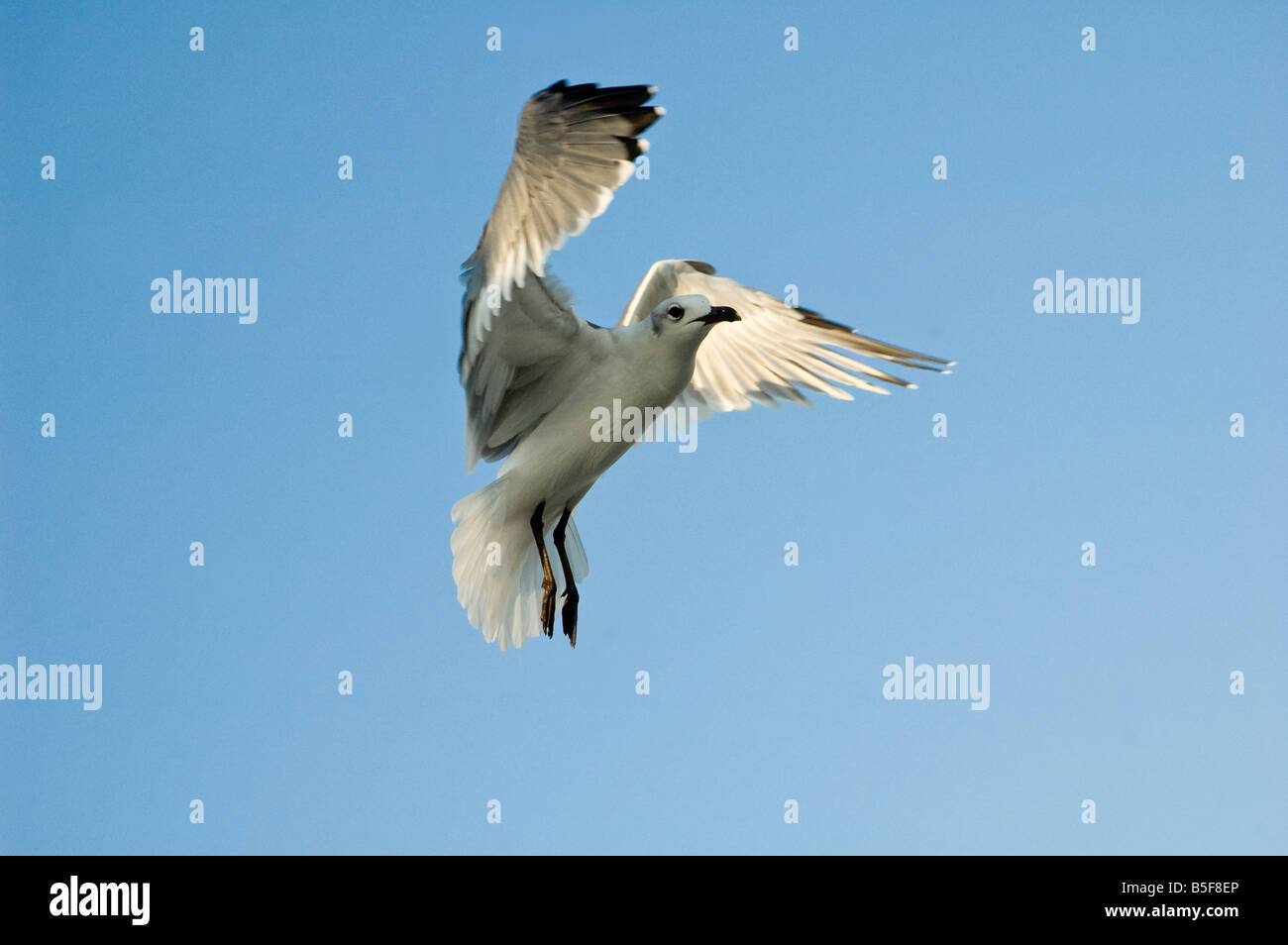 Bird in flight Stock Photo - Alamy
