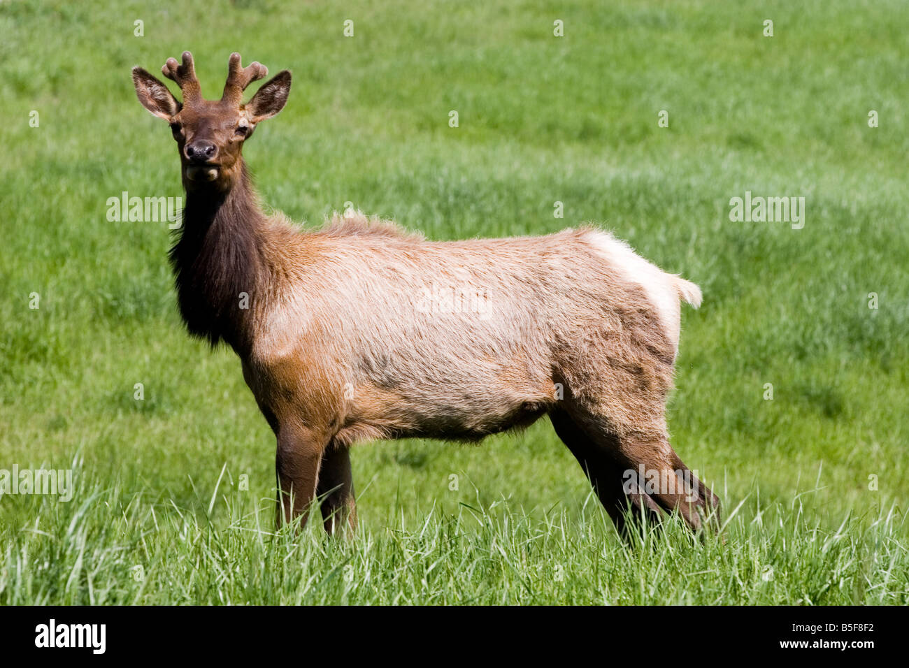 Young male elk horns hi-res stock photography and images - Alamy