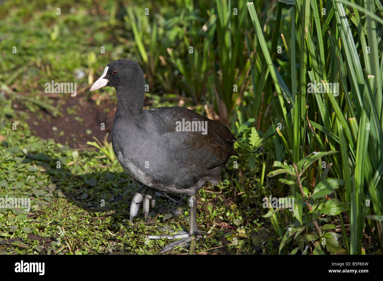 Coote hi-res stock photography and images - Alamy