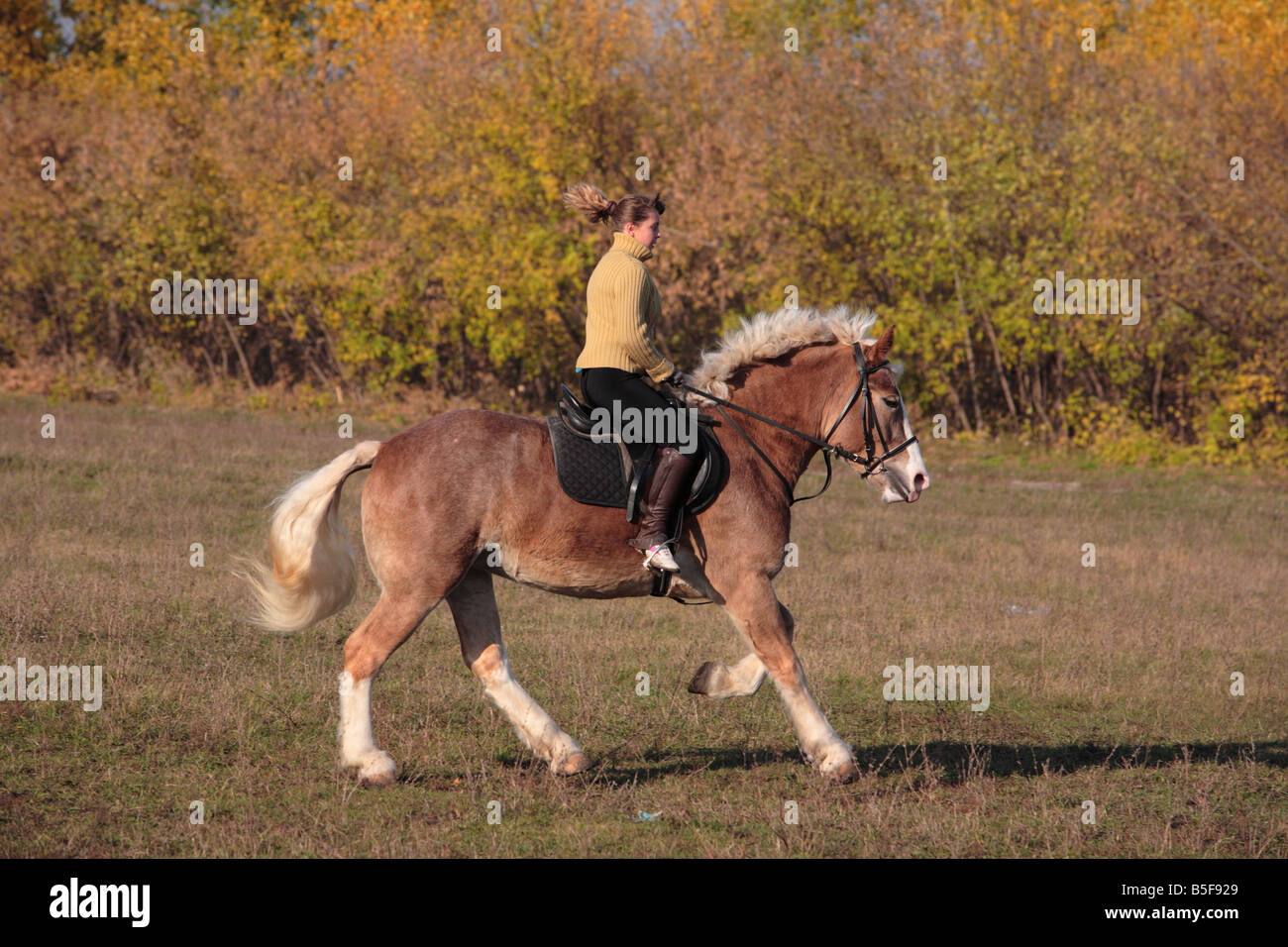 Canter dressage hi-res stock photography and images - Alamy