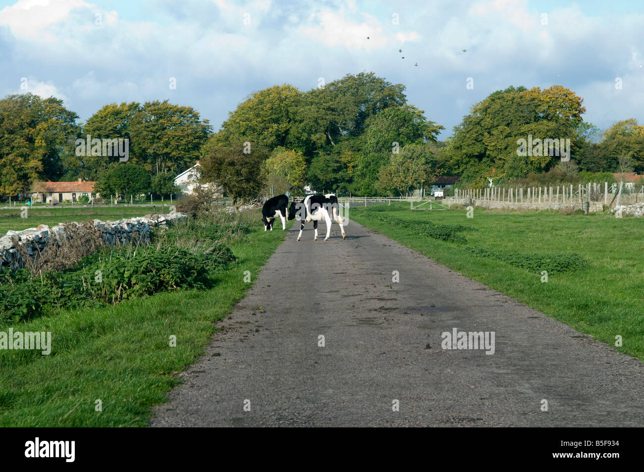 Cows on the road Stock Photo - Alamy