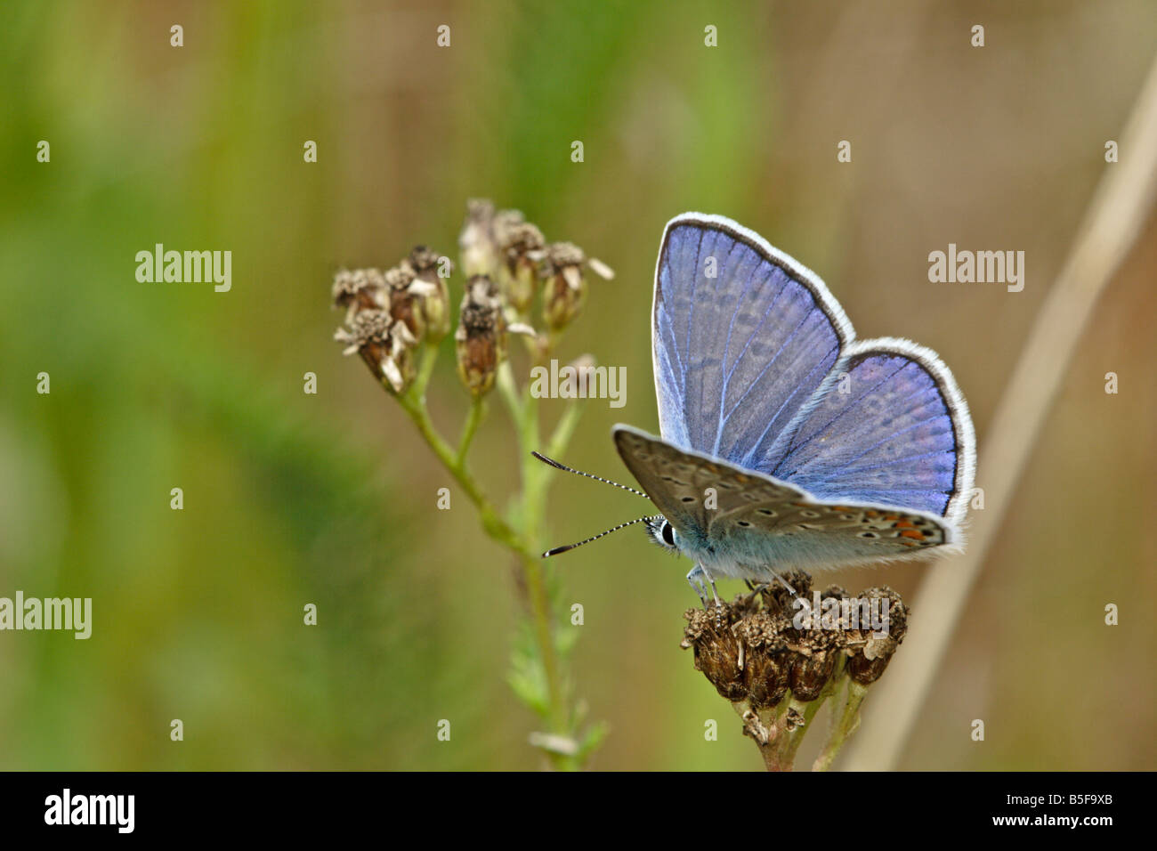 Polyommatus icarus, the Common Blue butterfly Stock Photo - Alamy