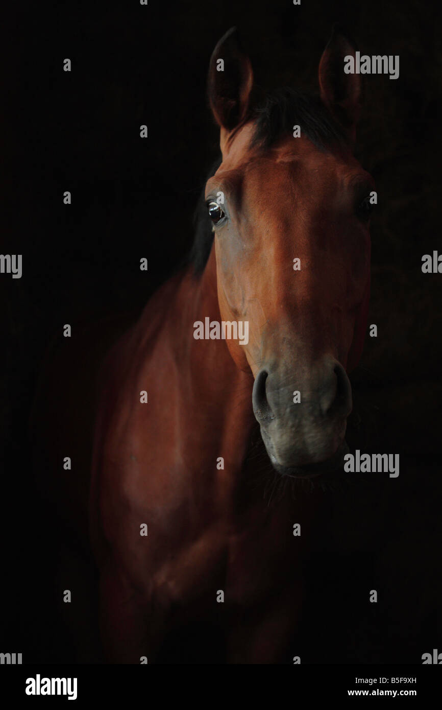 Portrait of stallion against a dark background Stock Photo - Alamy