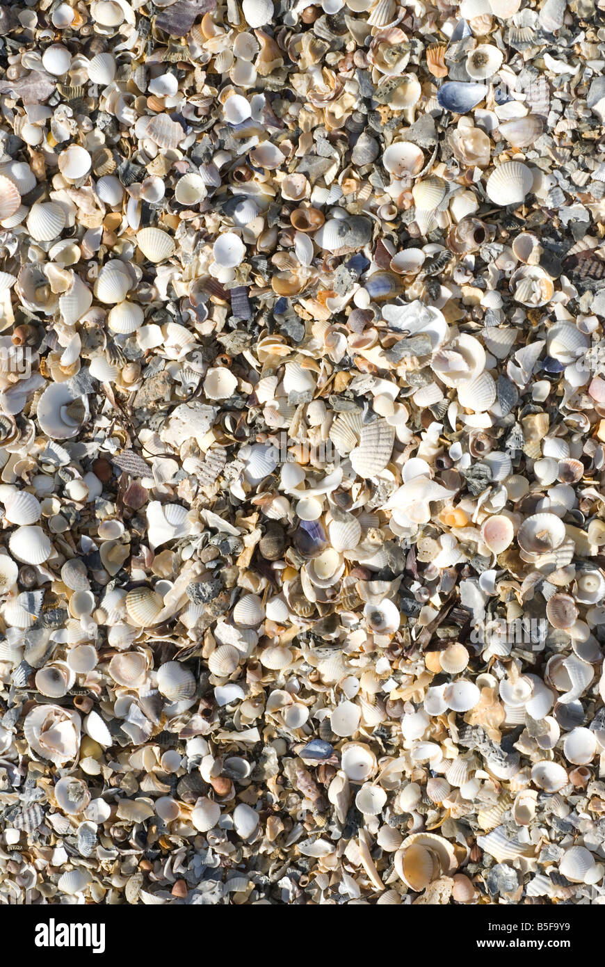 Shells on a beach, Sweden Stock Photo - Alamy