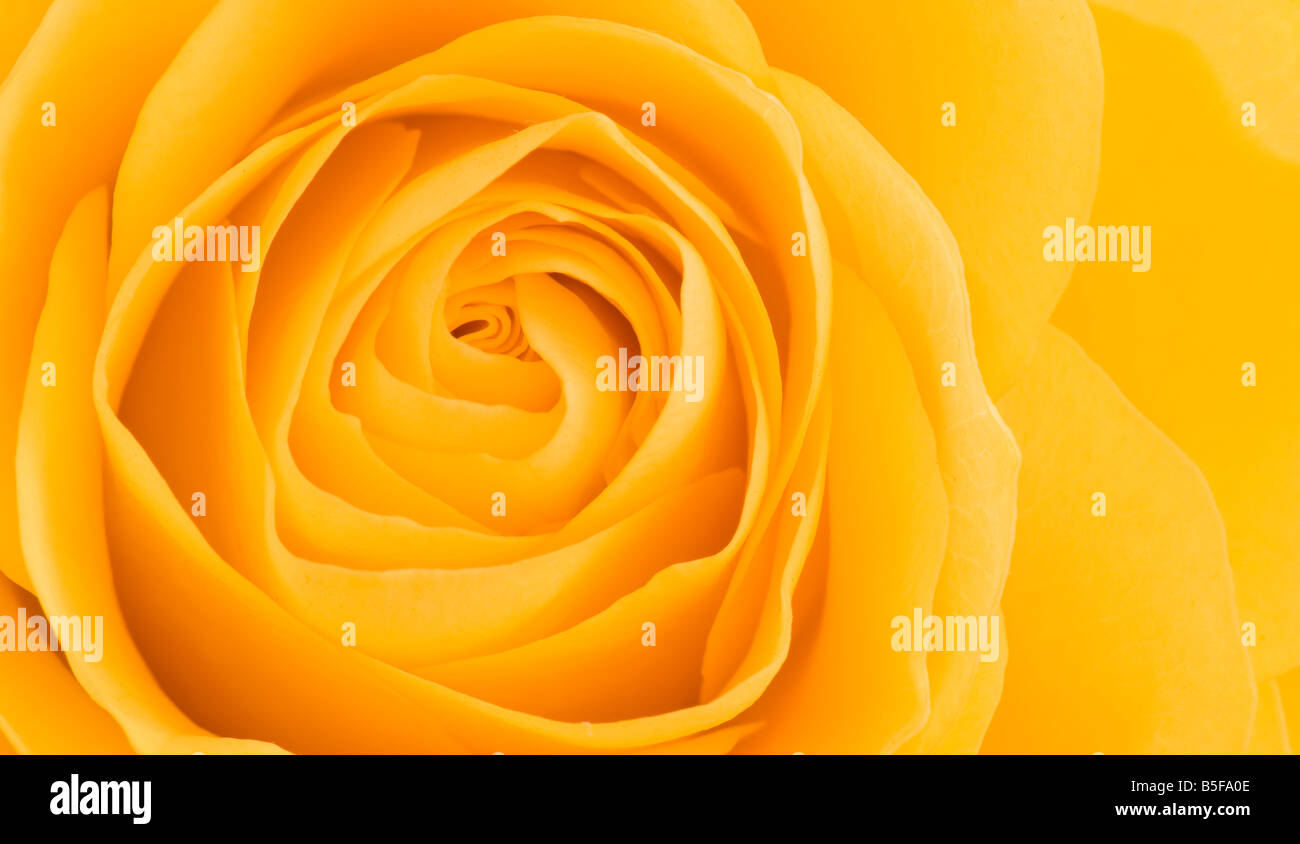 Magnified rose petals hi-res stock photography and images - Alamy