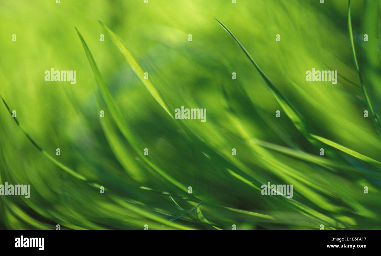 Grass low perspective hi-res stock photography and images - Alamy