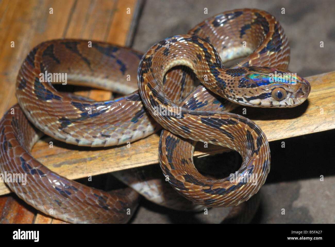 EASTERN CAT SNAKE Boiga gokool Mildly Venomous, Uncommon. Found in the ...