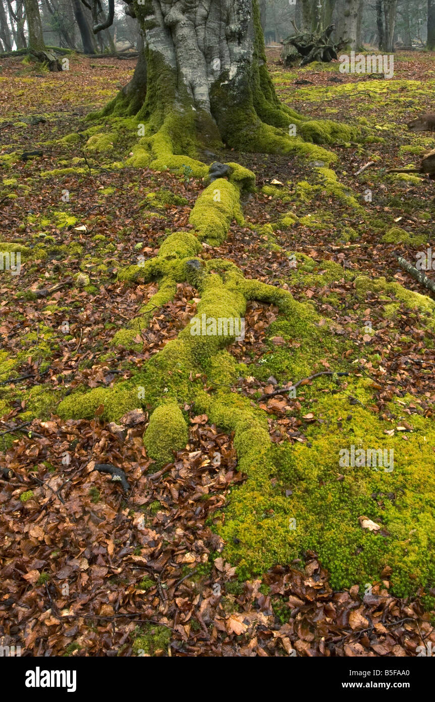 Trees with exposed roots hi-res stock photography and images - Alamy
