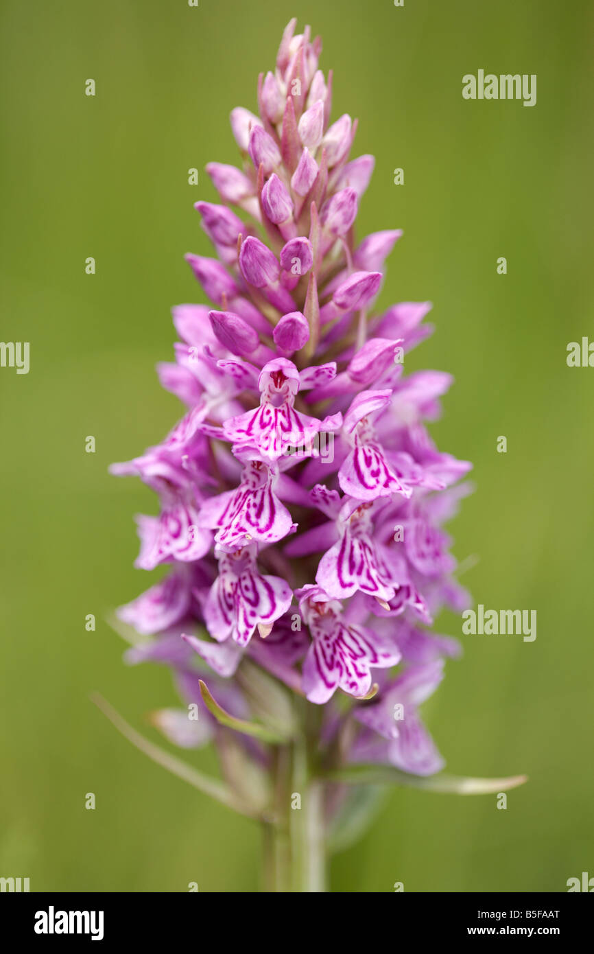 Orchid in full bloom on a Norfolk meadow Stock Photo - Alamy