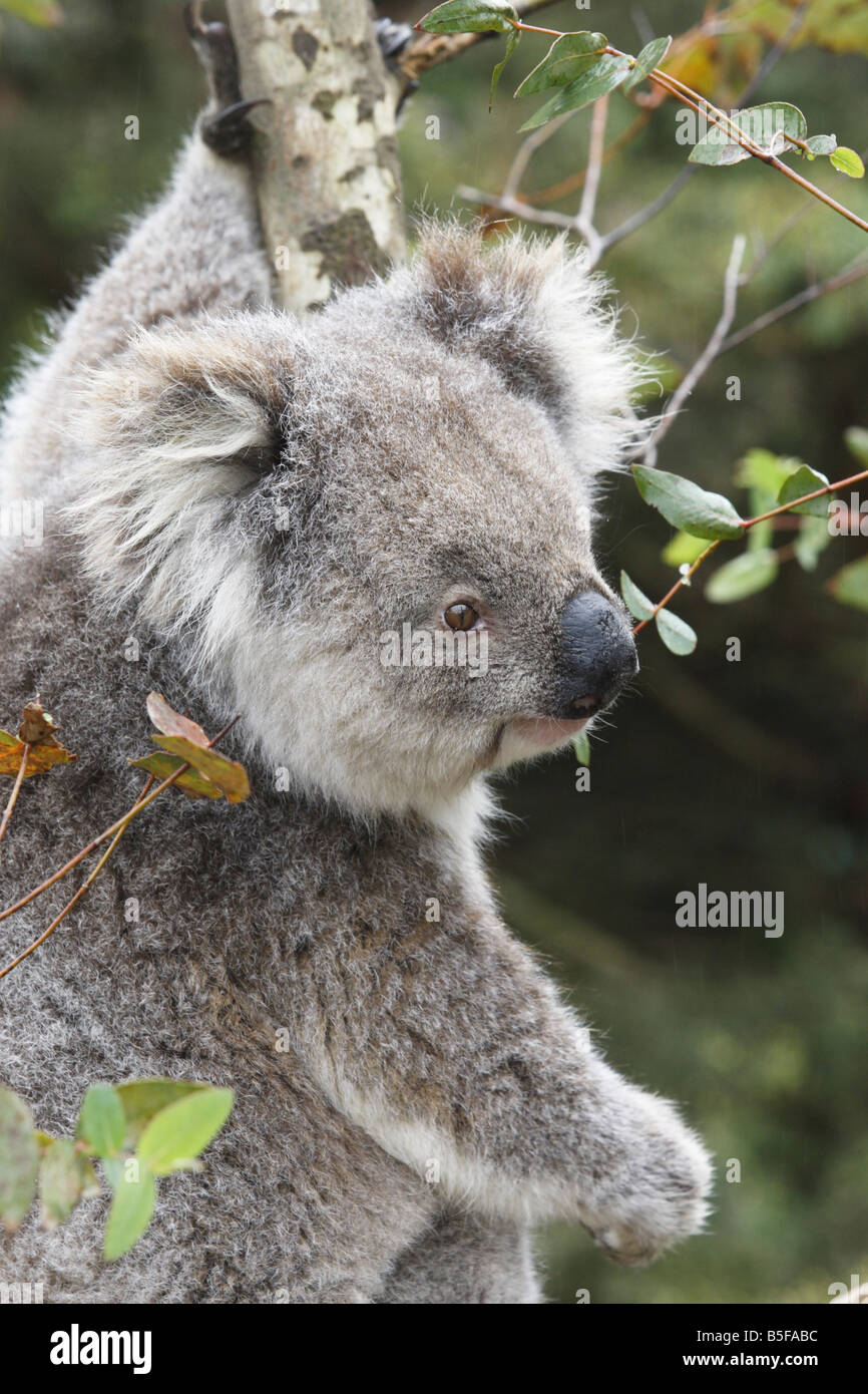 Koala hanging in tree hi-res stock photography and images - Alamy