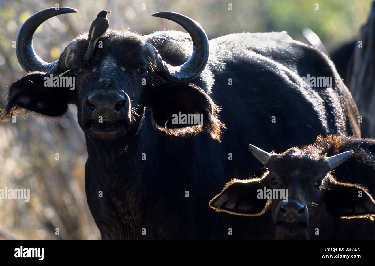 Mahango Game Reserve High Resolution Stock Photography and Images - Alamy