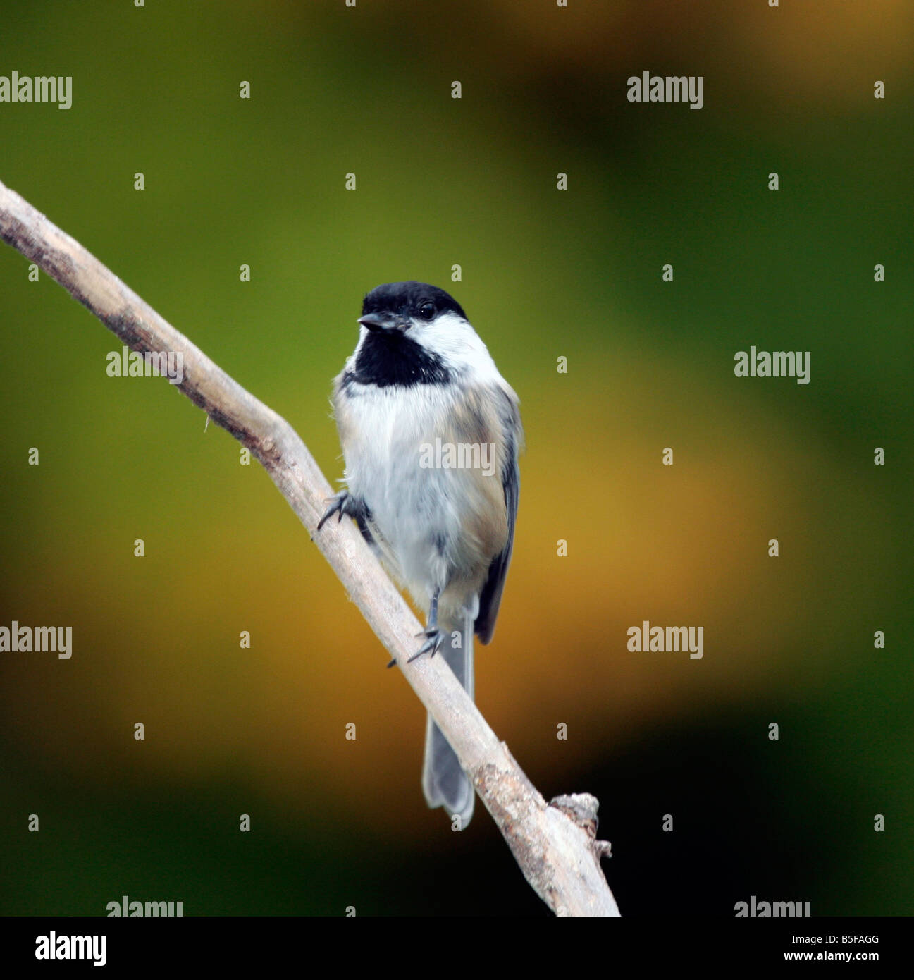Chickadee in autumn hi-res stock photography and images - Alamy