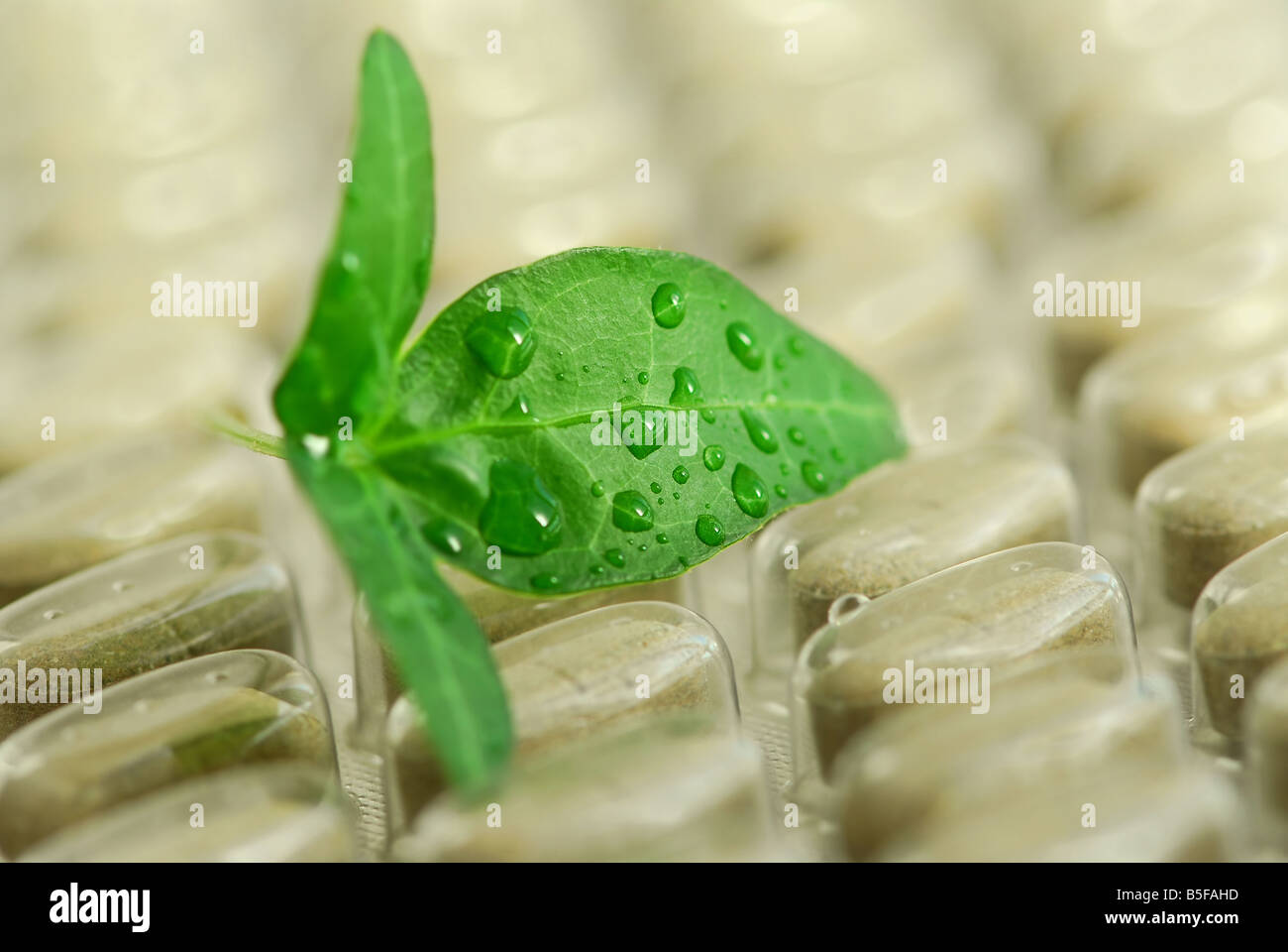 Green leaf and package of herbal supplement pills close up Stock Photo ...