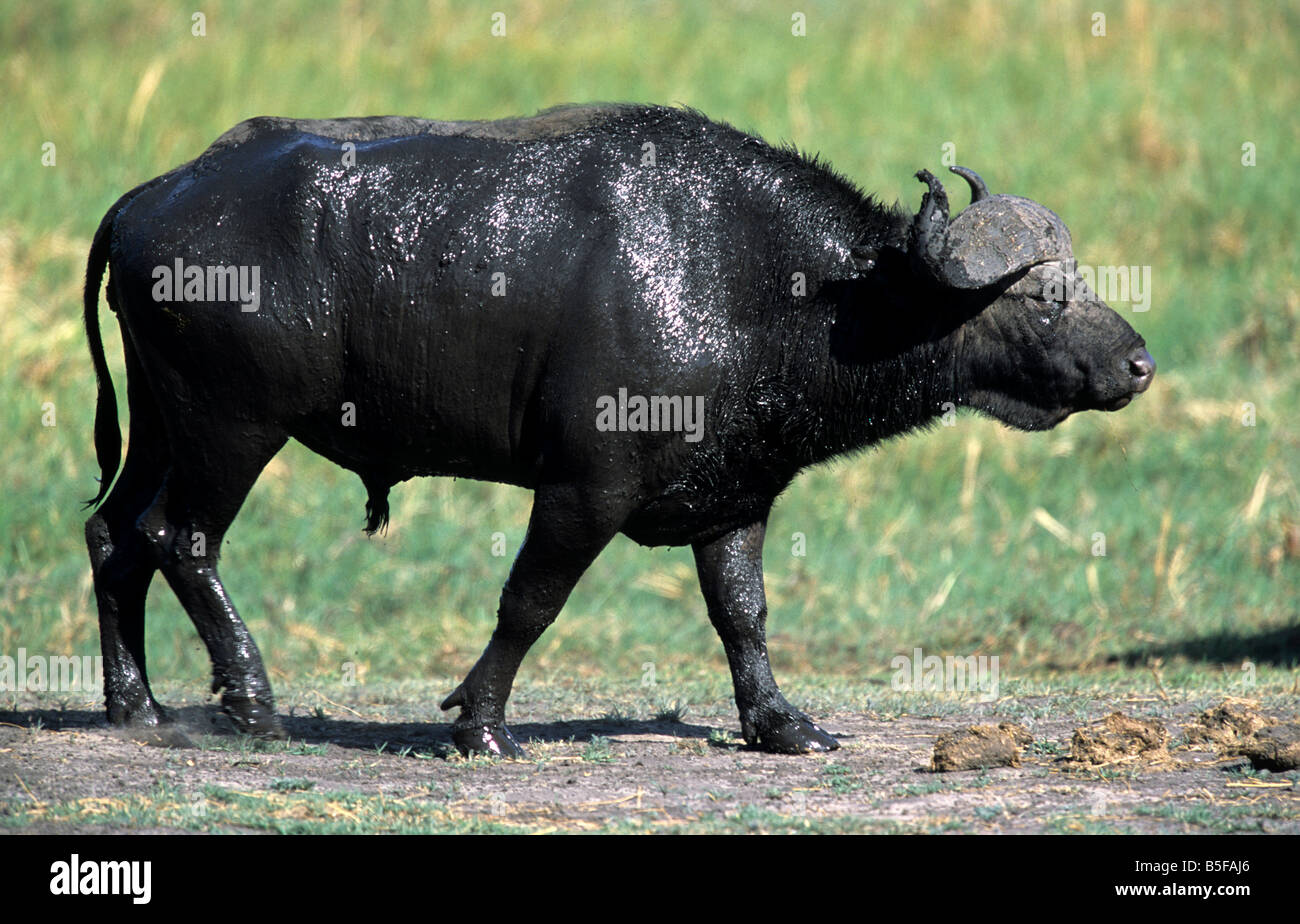 Mahango Game Reserve High Resolution Stock Photography and Images - Alamy
