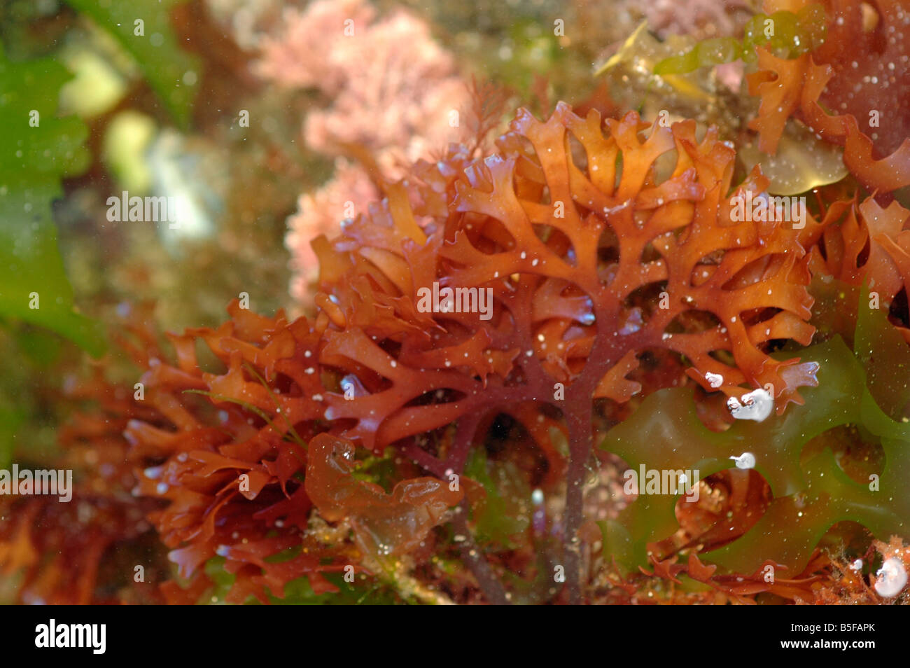 Chondrus hi-res stock photography and images - Alamy