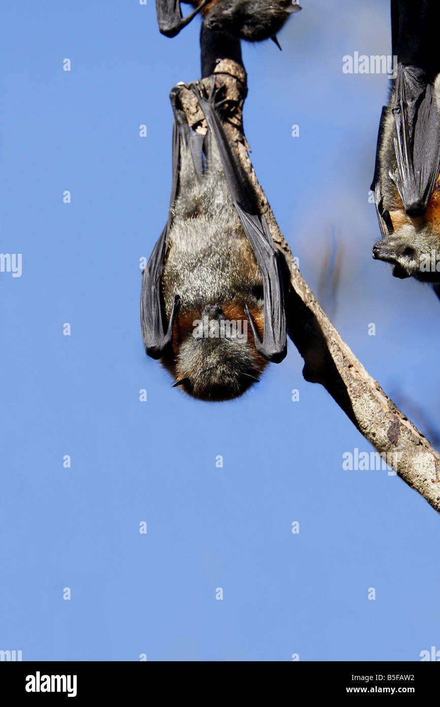Grey headed flying fox Stock Photo - Alamy