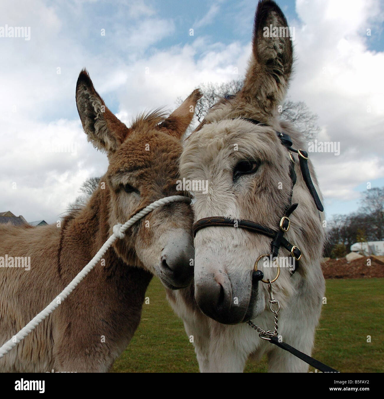 Donkeys Seamus right with Rex at South Causey Equestrian Centre Stock ...