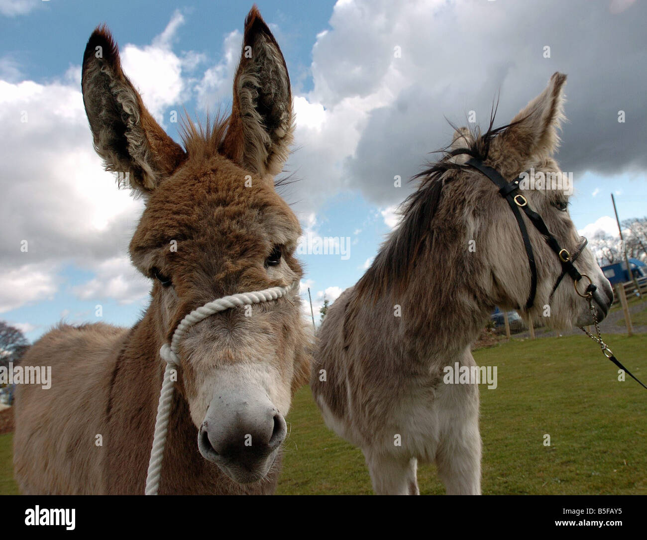 Donkeys Seamus right with Rex at South Causey Equestrian Centre Stock ...