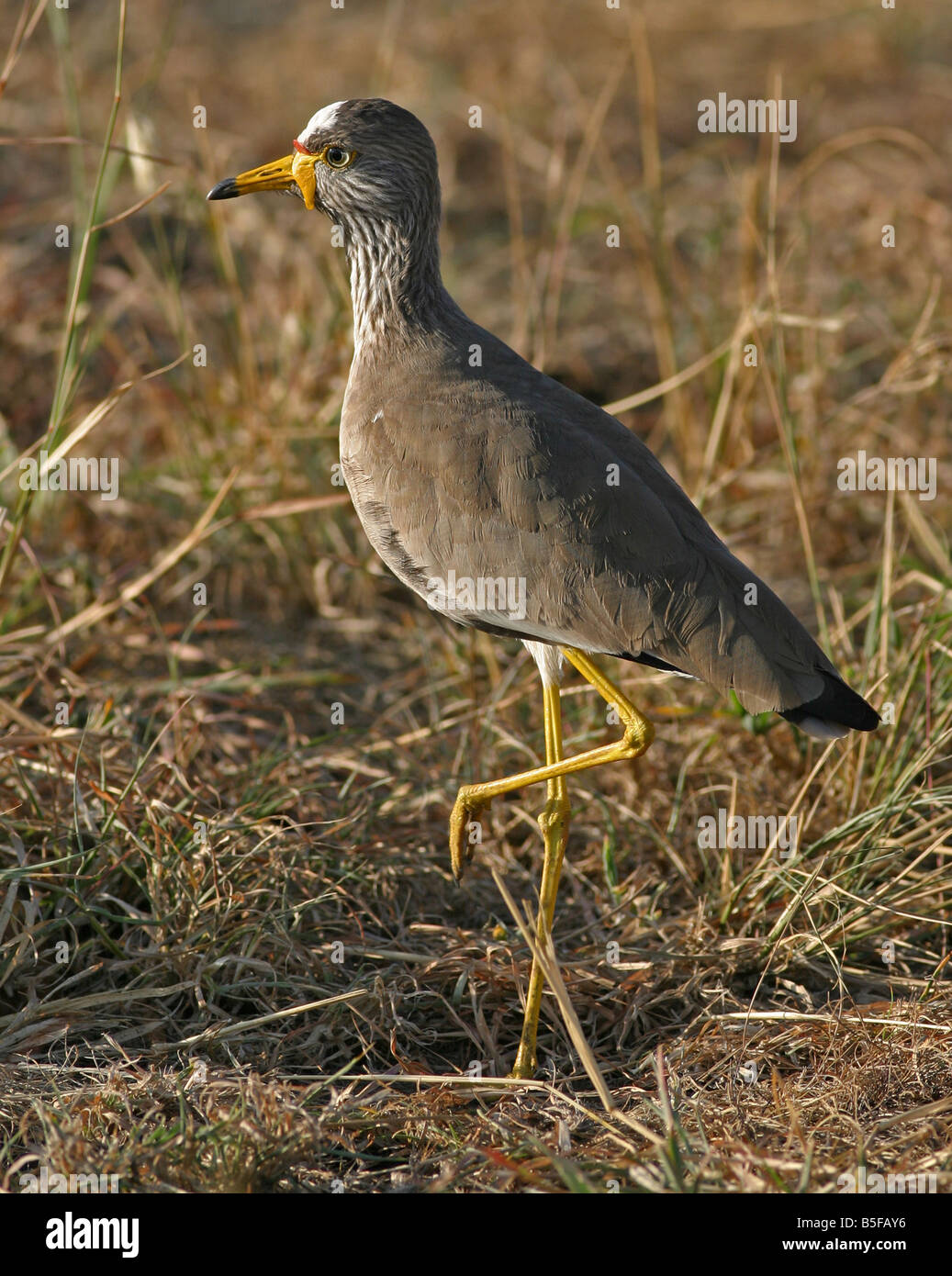 Yellow plover hi-res stock photography and images - Alamy