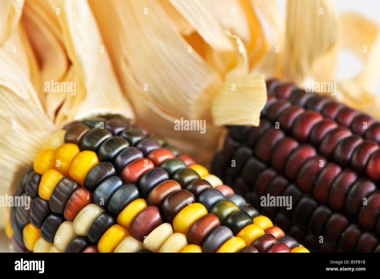 Indian corn hi-res stock photography and images - Alamy