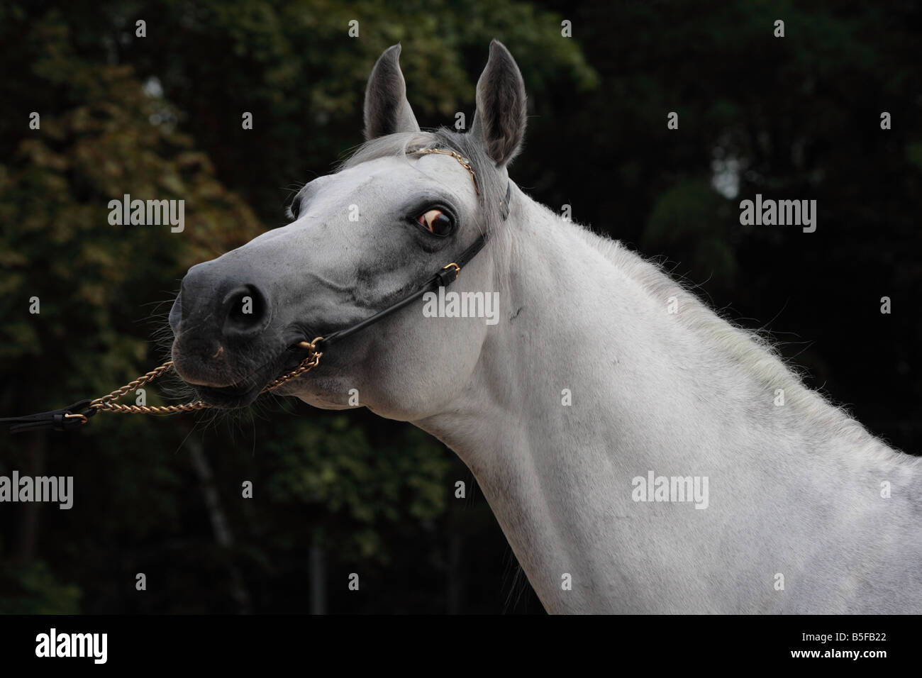 Arabian horse cross hi-res stock photography and images - Alamy