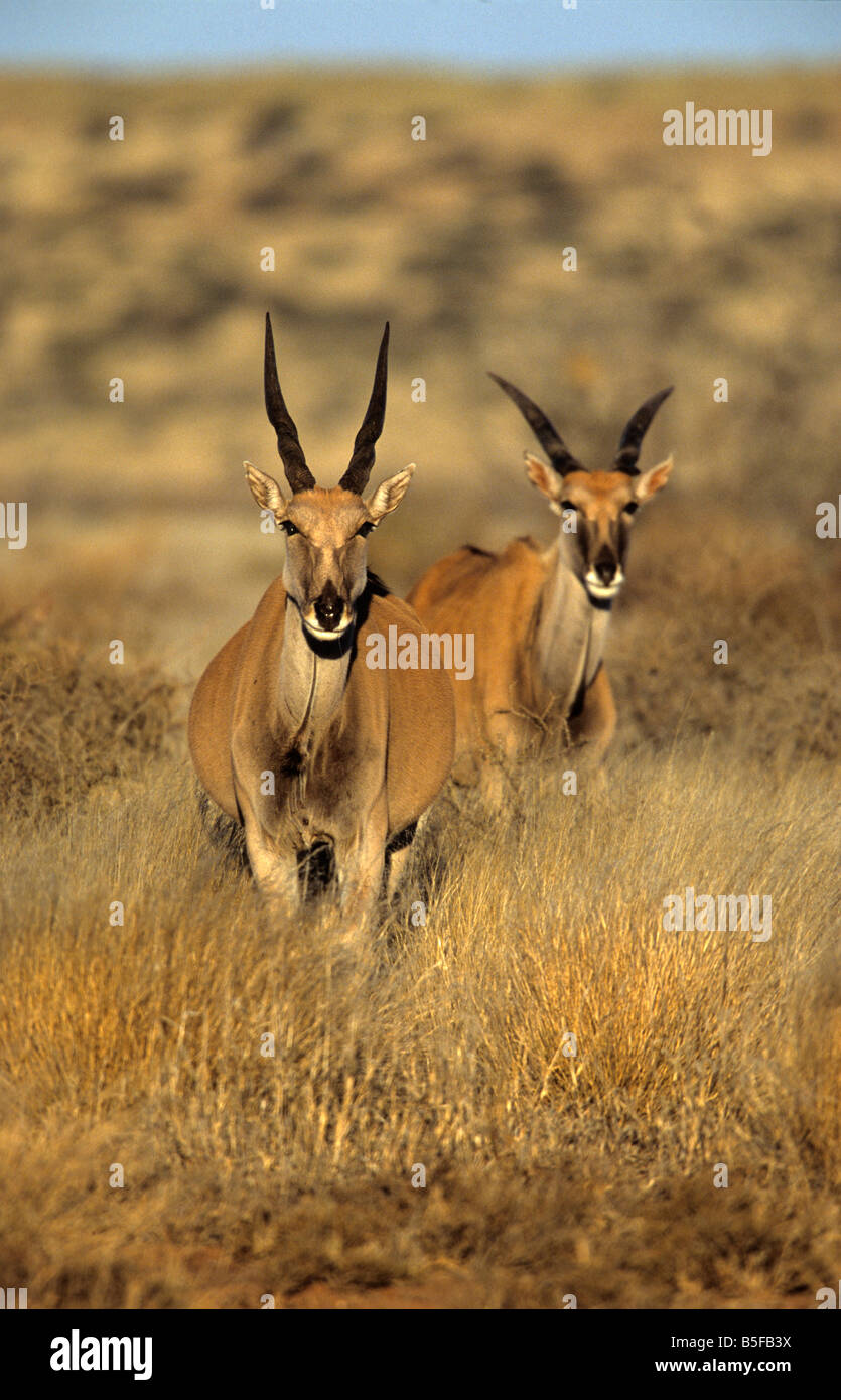 Aroab district hi-res stock photography and images - Alamy