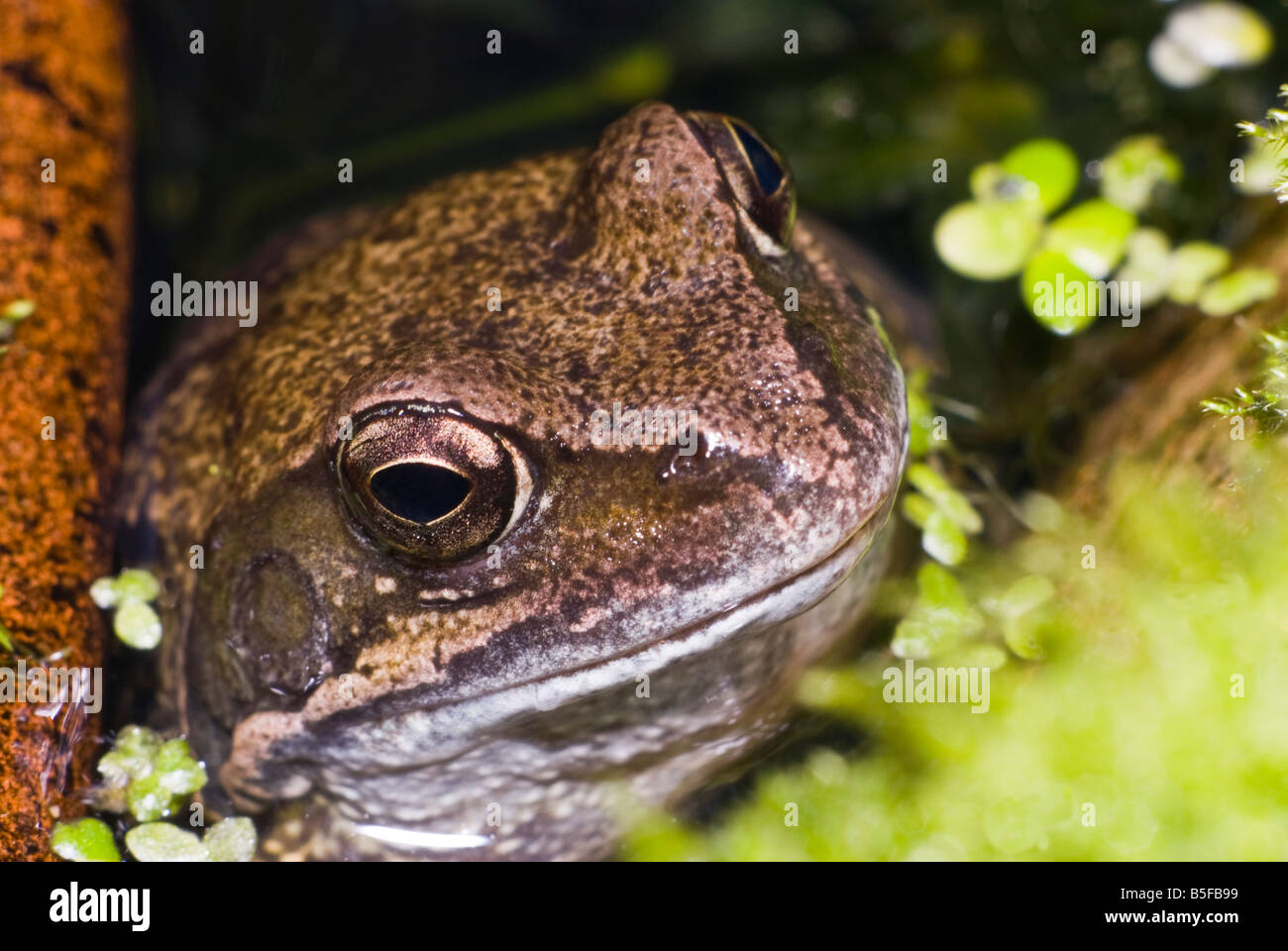 Adult Common Frog (Rana temporaria) in garden pond. Kent, UK, August ...