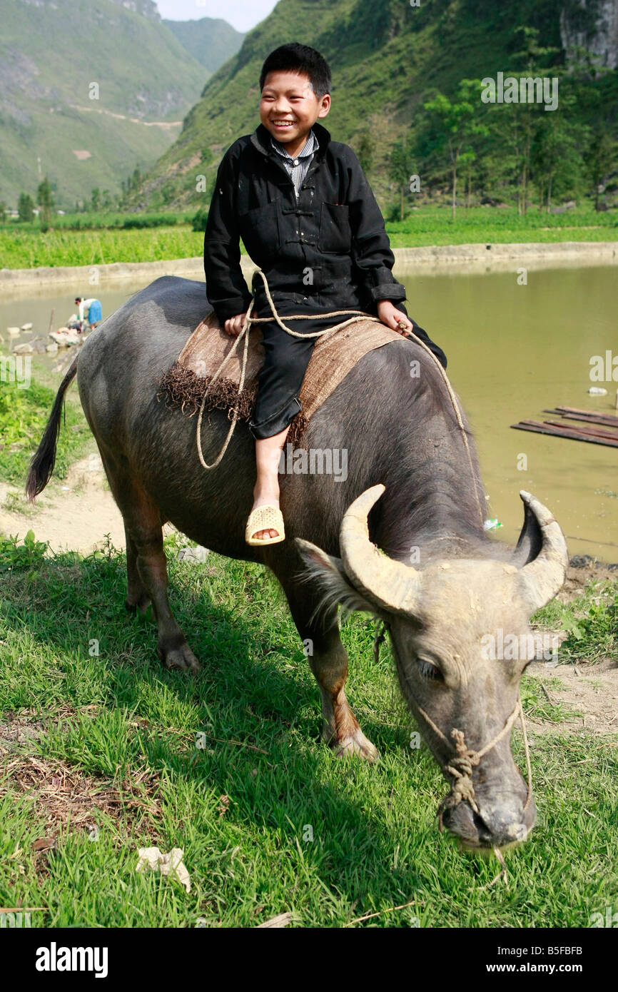 White Hmong boy on a buffalo at the village of Pho Lao, Dong Van ...