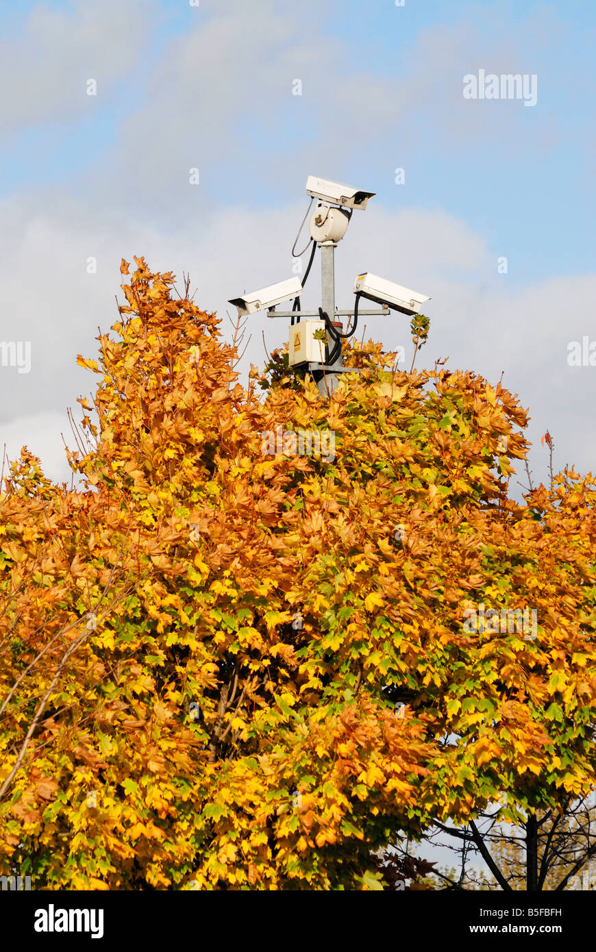 CCTV cameras sticking out of a tree Stock Photo - Alamy