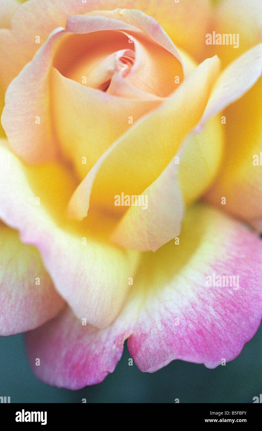 Close-up of a rose Stock Photo - Alamy