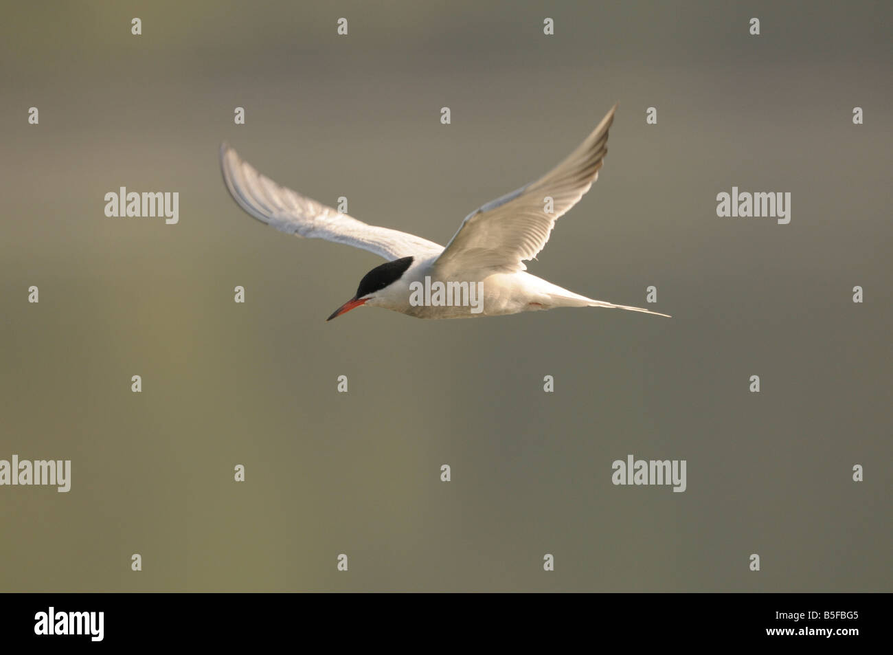 Common tern prey hi-res stock photography and images - Alamy