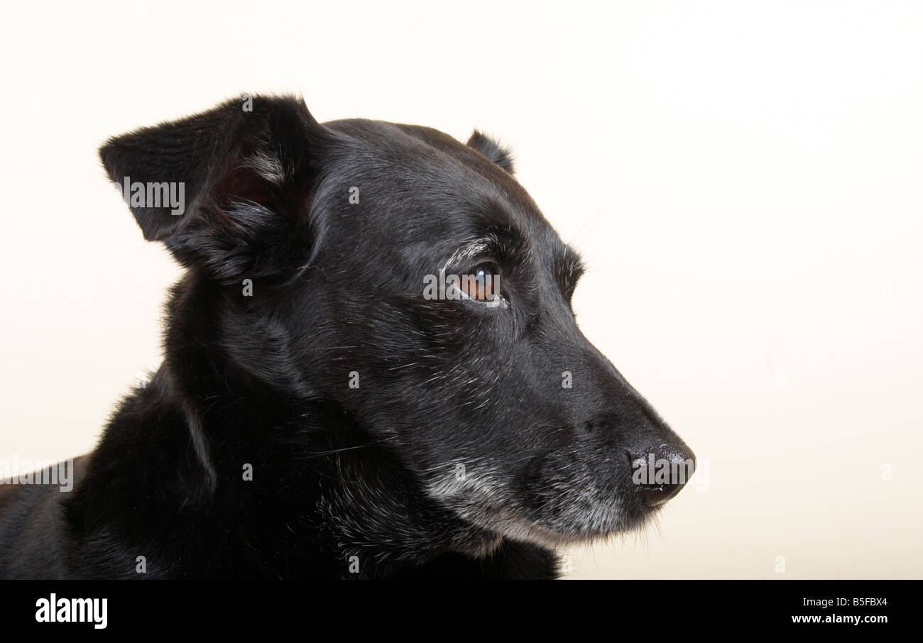 black labrador cross Stock Photo - Alamy