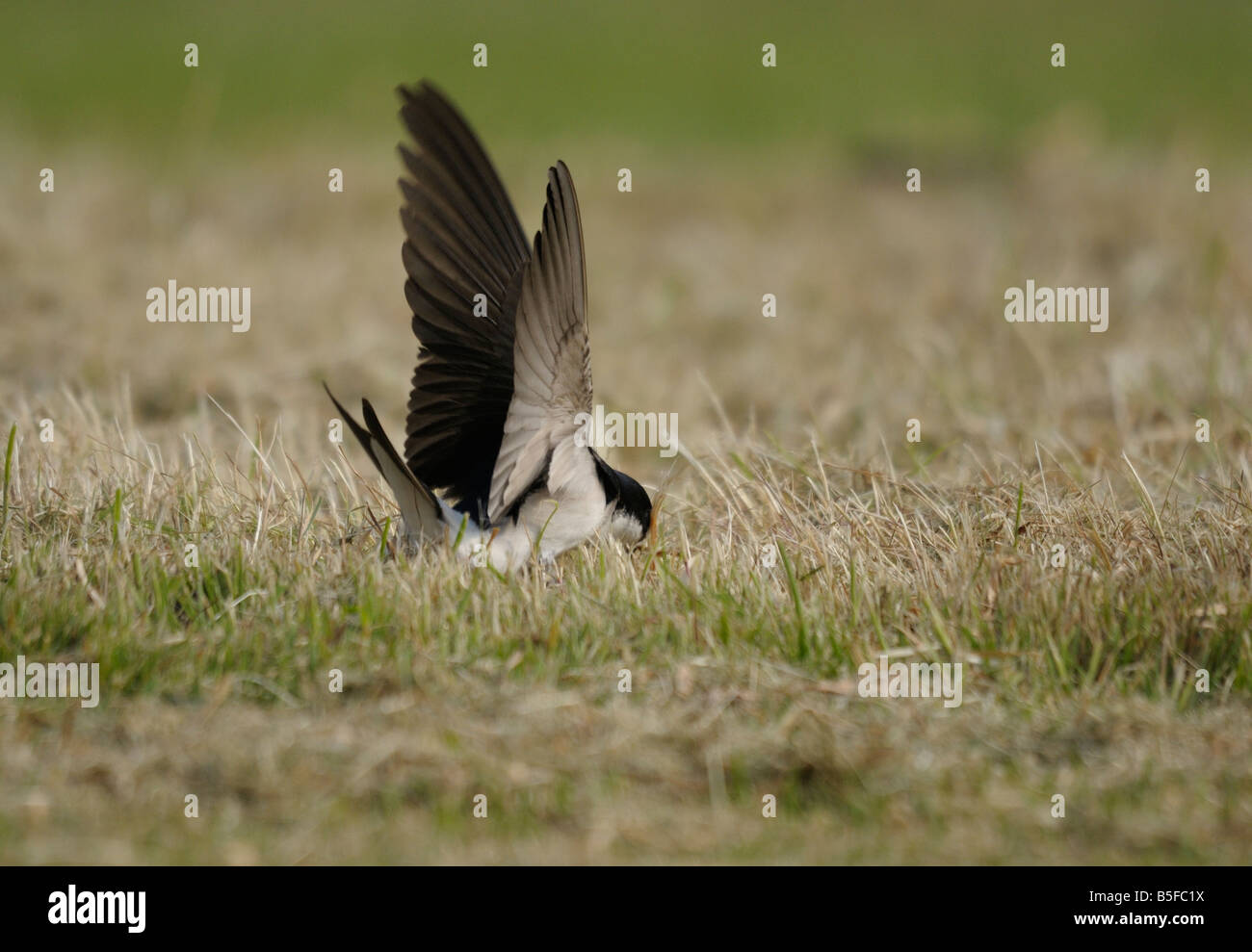 From a house martin hi-res stock photography and images - Alamy