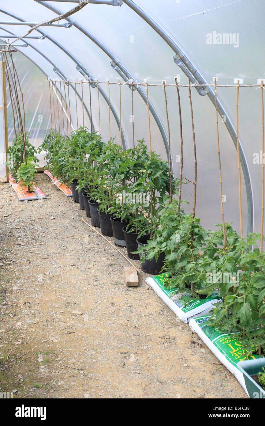 Growing tunnel hi-res stock photography and images - Alamy