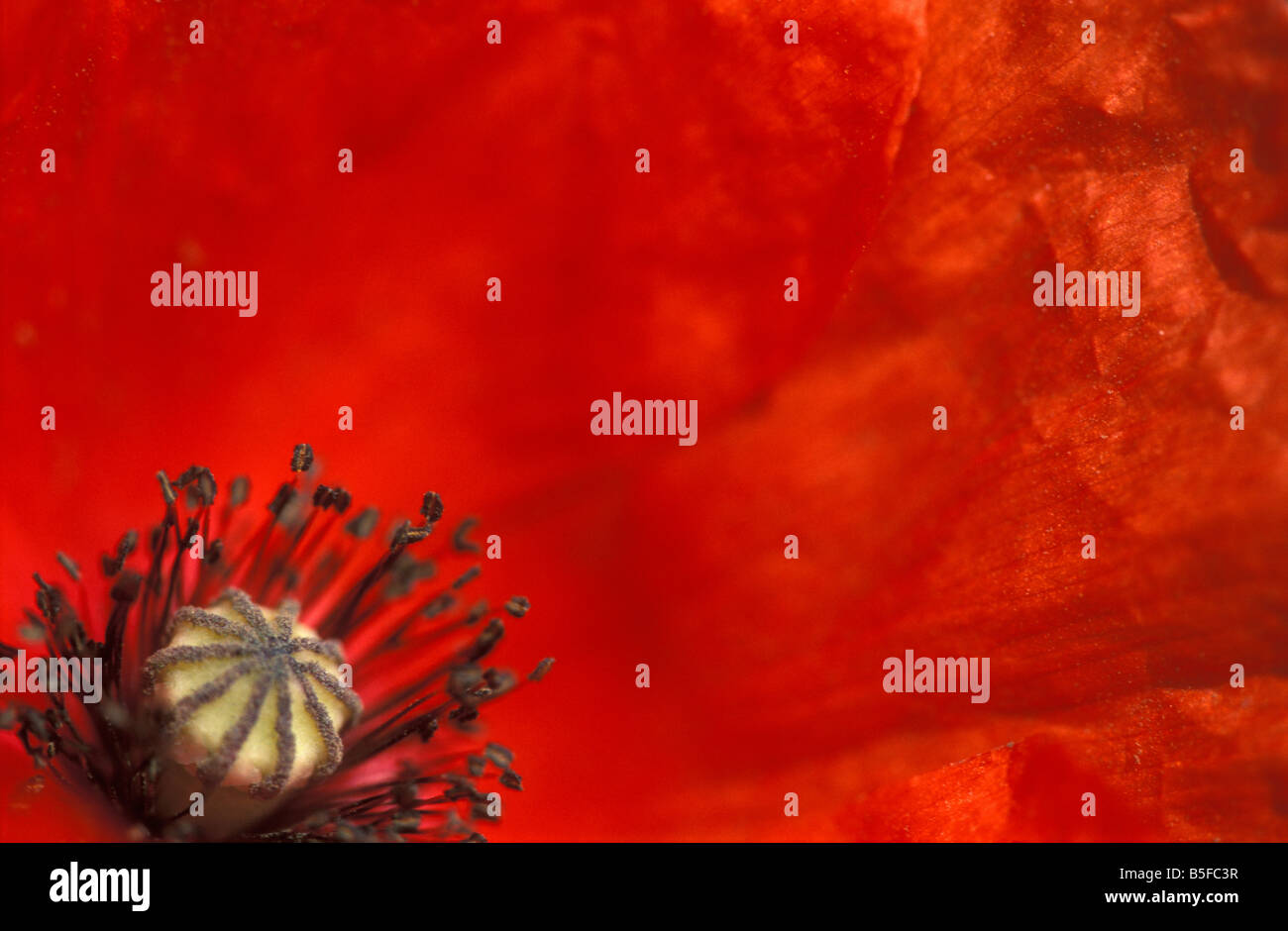 The inside of a poppy flower bud Stock Photo - Alamy