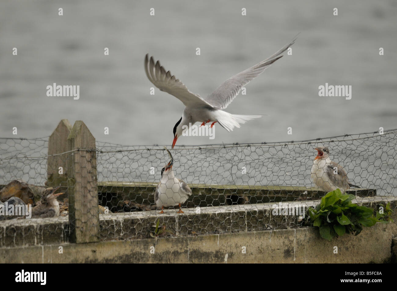 Tern feeding young hi-res stock photography and images - Alamy