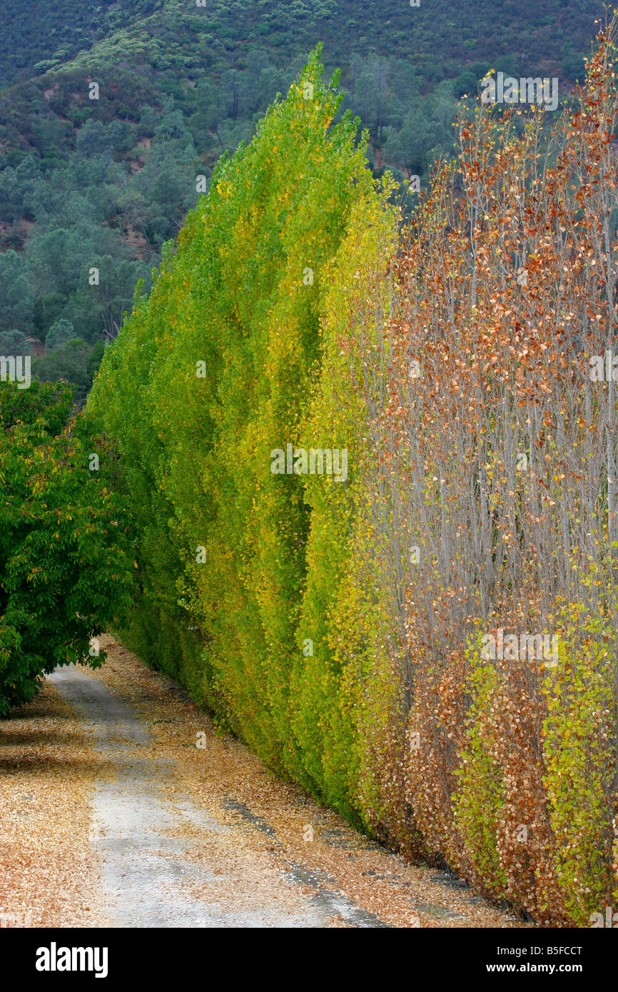 Path lined with trees with fall leaves hi-res stock photography and ...