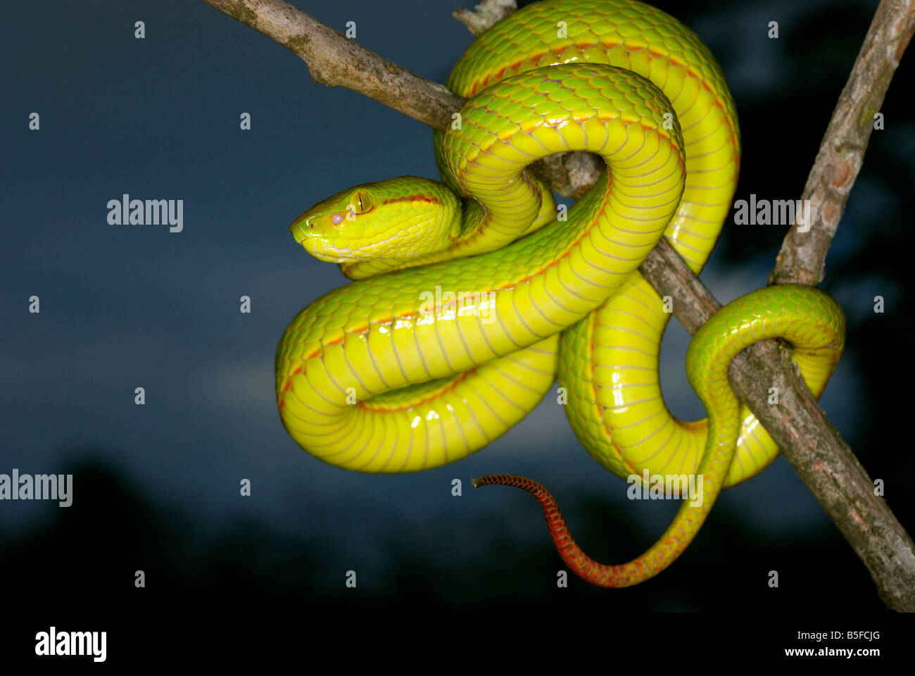 Snakes of assam hi-res stock photography and images - Alamy