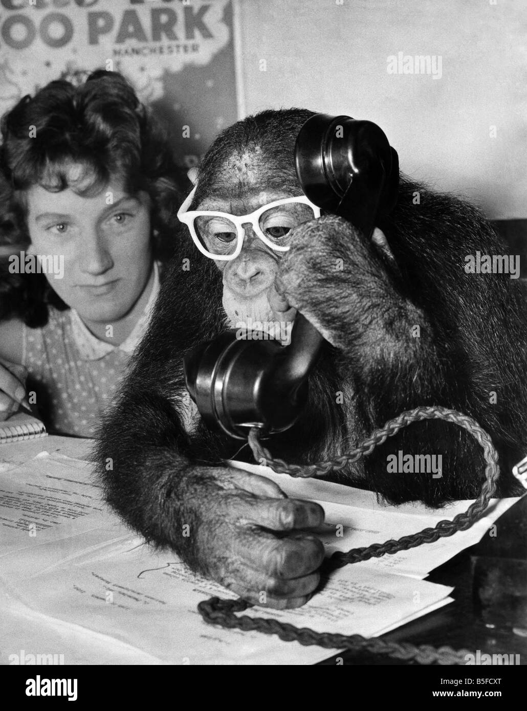 Animals: Chimpanzees. August 1960 P026309 Stock Photo - Alamy