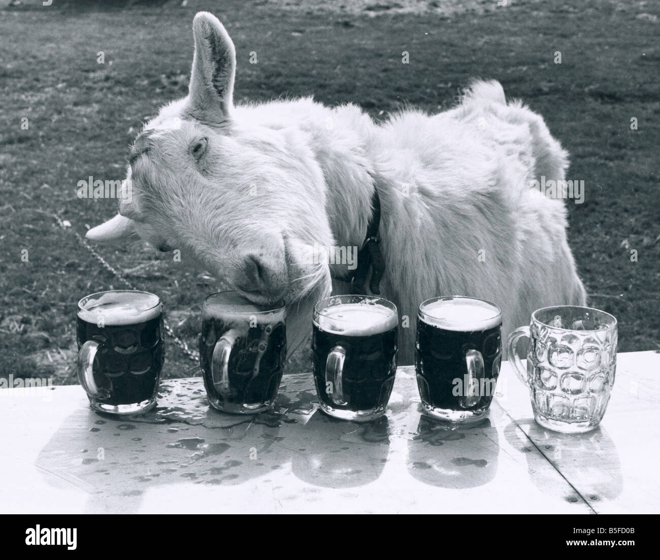 Core02 animals goats humour drinking 1970s hi-res stock photography and ...