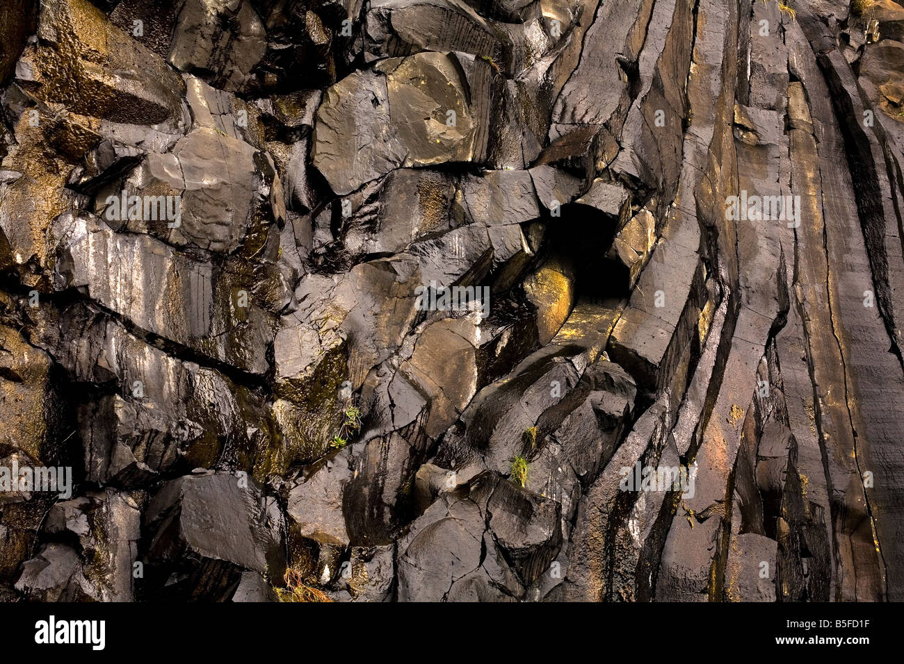 Macculloch fossil tree hi-res stock photography and images - Alamy