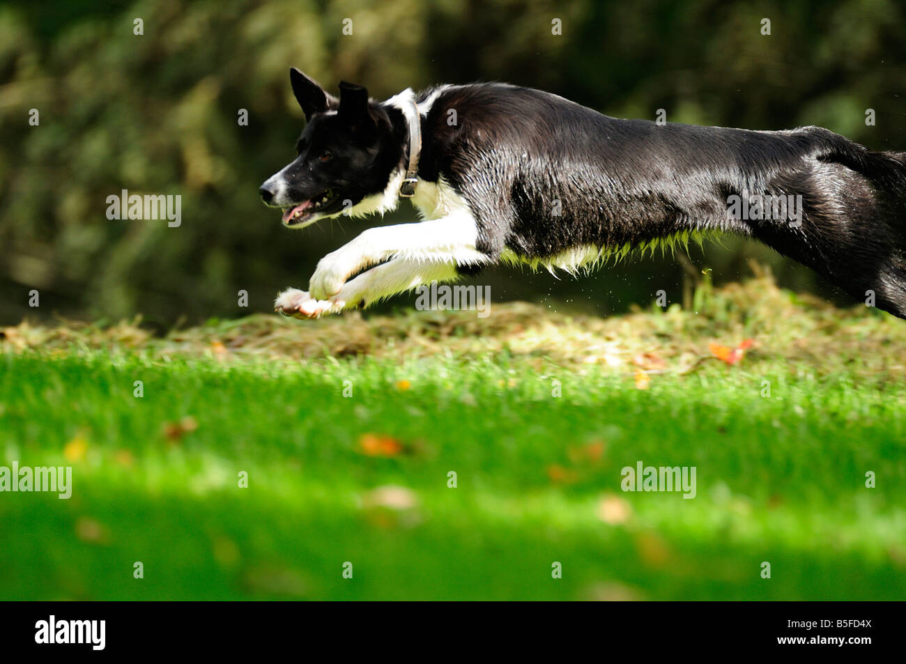 Dog leaping across lawn Stock Photo - Alamy
