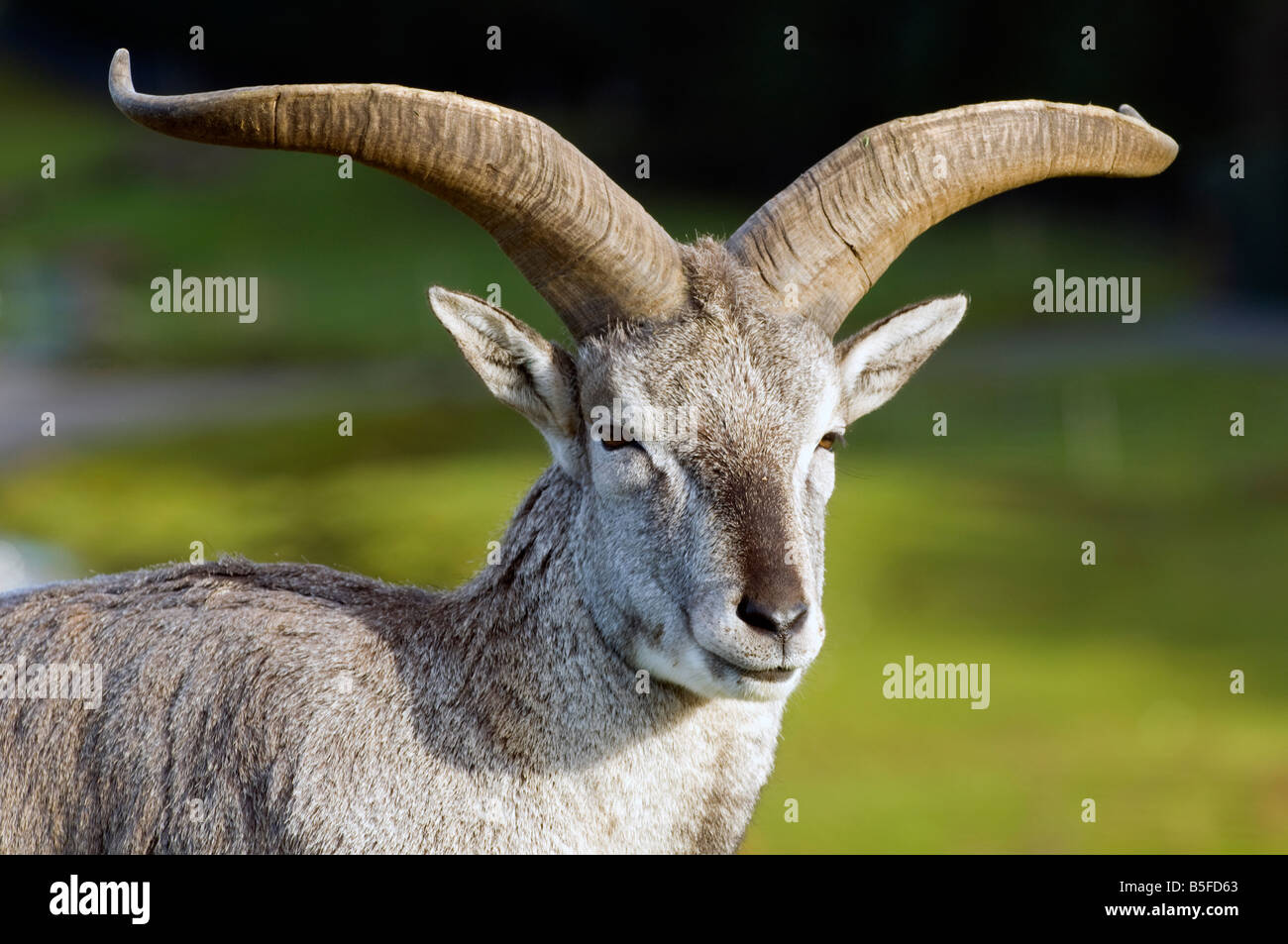Bharal Himalayan Blue Sheep