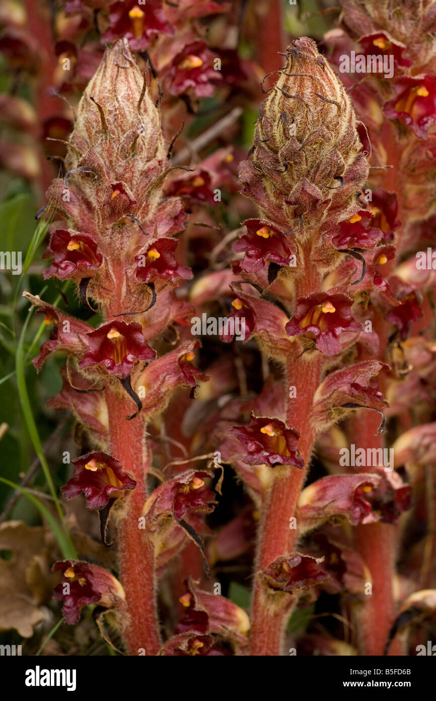 Greater Broomrape Orobanche rapum-genistae very rare in UK Root ...
