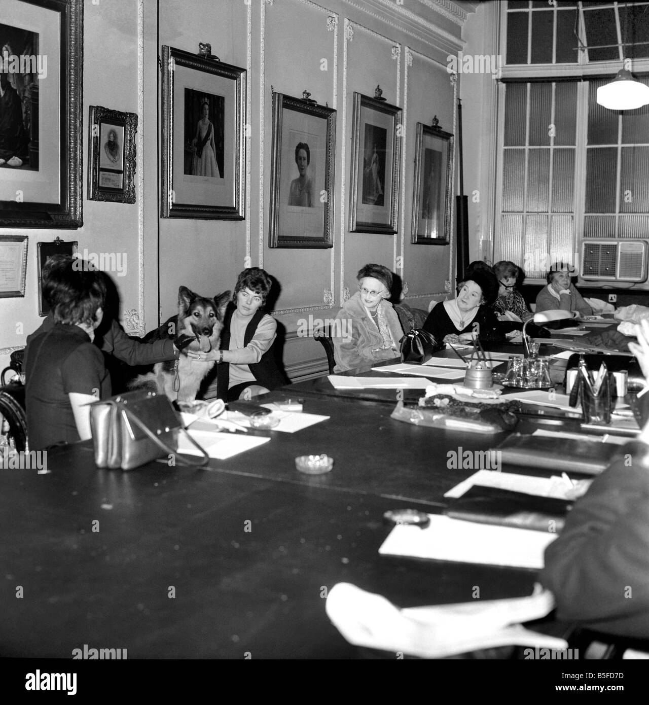 Alsation Sheba at RSPCA headquarters Jermyn Street London with her ...