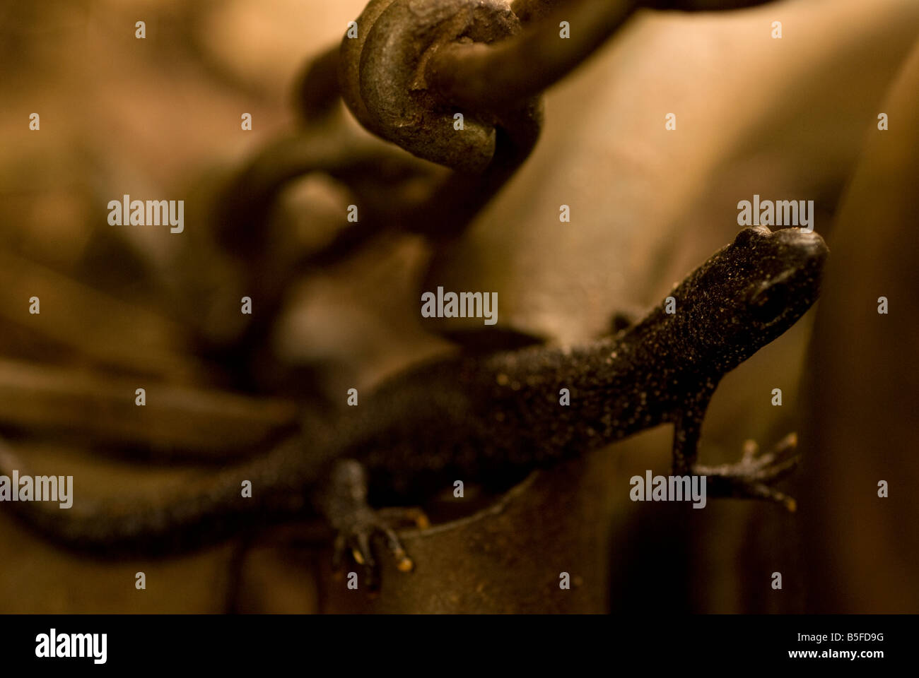 Reptile salamander hi-res stock photography and images - Alamy