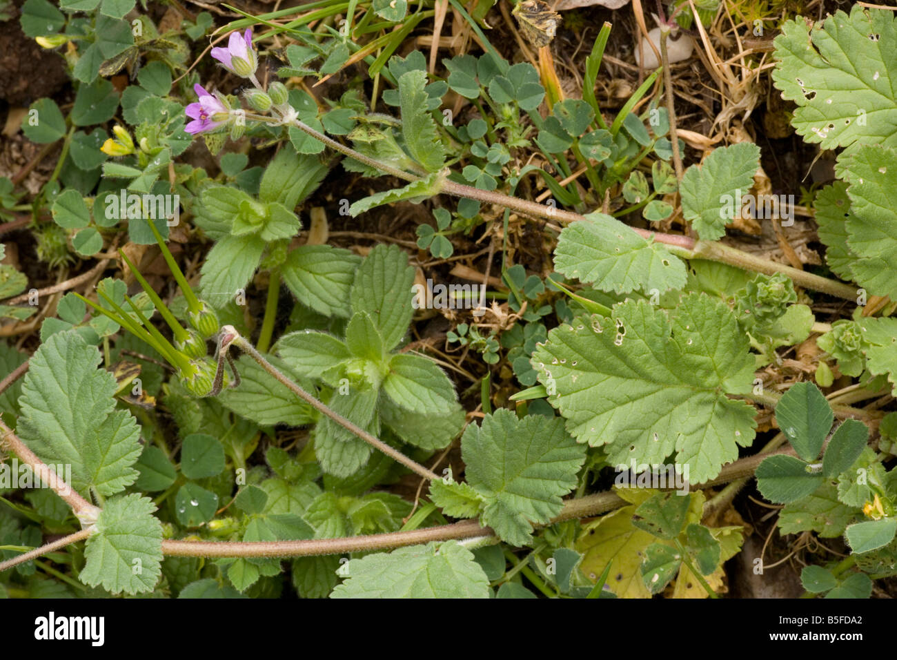 Mallow-leaved Storksbill Erodium malacoides Stock Photo - Alamy