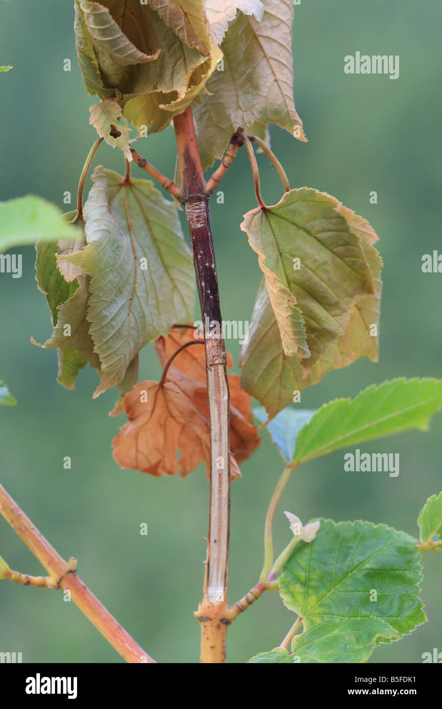 DIEBACK SECTION THROUGH A DEAD BRANCH Stock Photo - Alamy